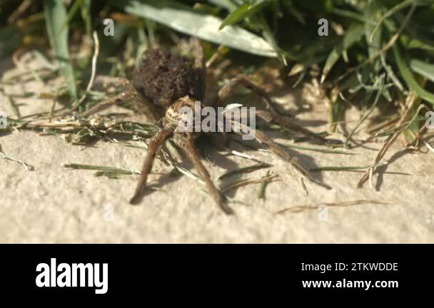 CLOSE UP: Tarantula wolf spider carrying little spiderlings on her ...