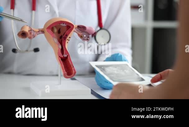 Examination Of Woman Health Of Uterus And Ovaries Gynecology Female