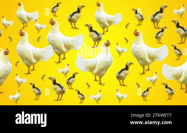 Background pattern of chicks and hens on a yellow background and moving ...