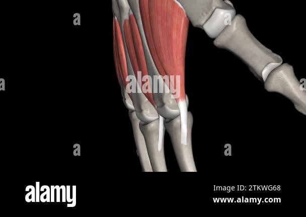 The dorsal interossei muscles are muscles that abduct the second, third ...