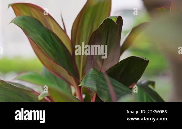 Subtle leaf pattern Stock Videos & Footage - HD and 4K Video Clips - Alamy