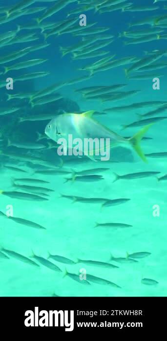 Vertical video, Jack fish chase shoal of Barracudas, Slow motion ...