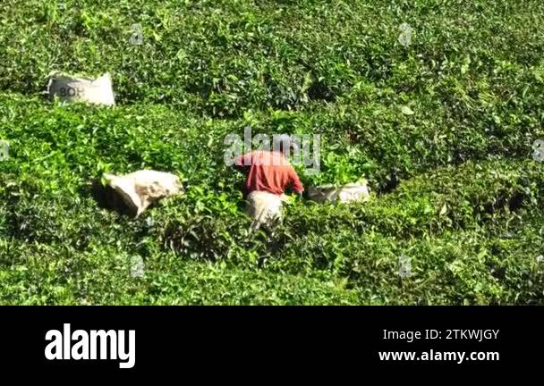 Cameron Highlands, Malaysia -2023: The tea leaves pluckers of the BOH ...