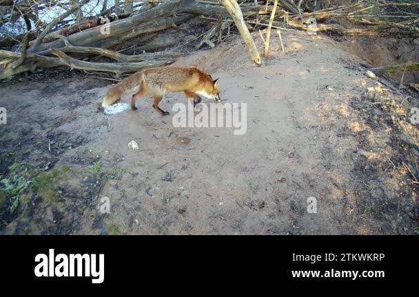 Badger trail Stock Videos & Footage - HD and 4K Video Clips - Alamy