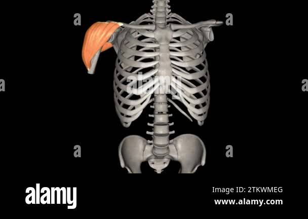 The Deltoid muscle is a large triangular-shaped muscle that lies over ...