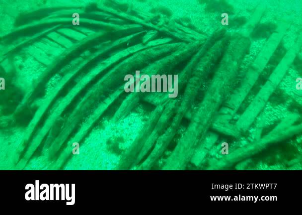 Diving on Snake Island -The camera slowly lowers to the wooden ...