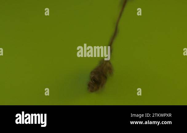 Ball threads wool yarn Stock Videos & Footage - HD and 4K Video Clips ...