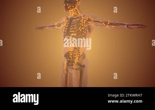 Lymphatic system anatomy Stock Videos & Footage - HD and 4K Video Clips ...