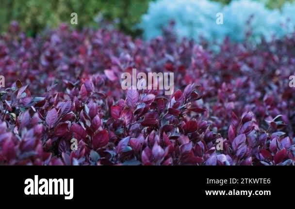 Herbaceous subshrub plant Alternanthera, Amaranth family. An unusual ...