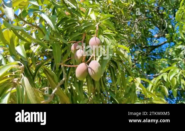 Green and yellow mangoes ripen and hang on mango tree in tropical ...