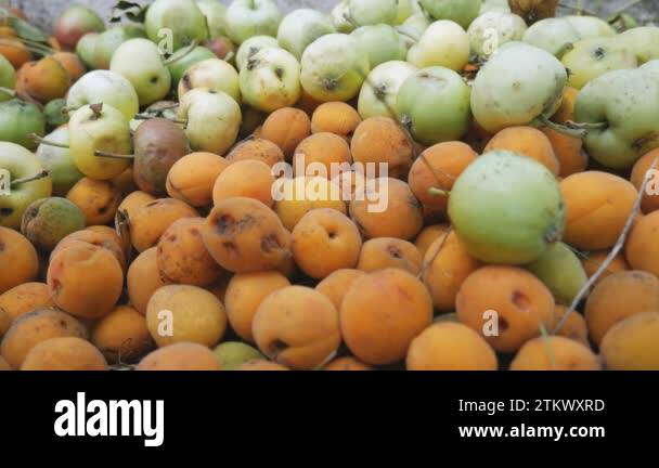 Rotten apricots Stock Videos & Footage - HD and 4K Video Clips - Alamy