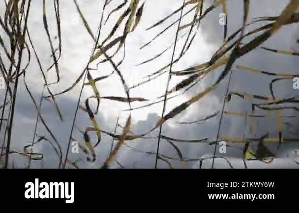 Black and yellow tapes waving from wind in summer day. Festival. Grey ...