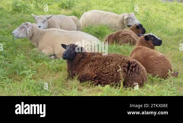 Furry sheep Stock Videos & Footage - HD and 4K Video Clips - Alamy