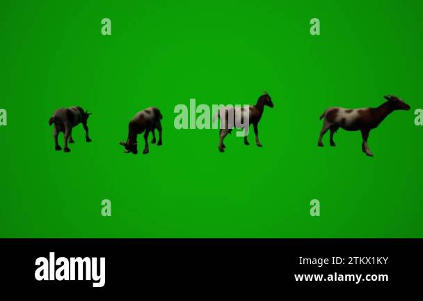 3D animal village milking goat green screen background eating and ...