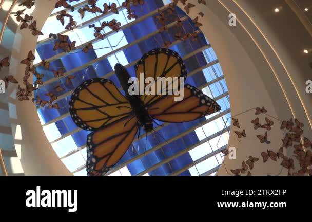 Twin insects Stock Videos & Footage - HD and 4K Video Clips - Alamy