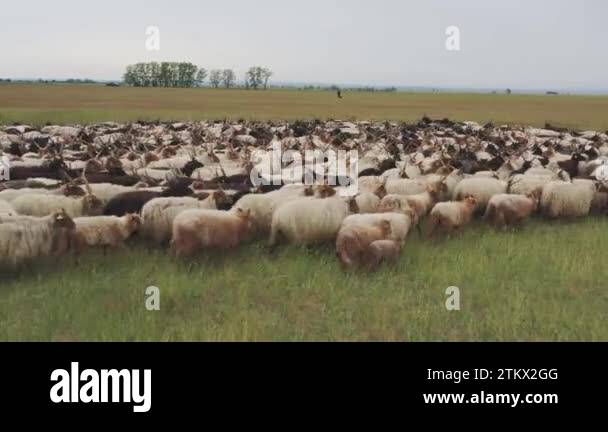 Ovis domestic Stock Videos & Footage - HD and 4K Video Clips - Alamy