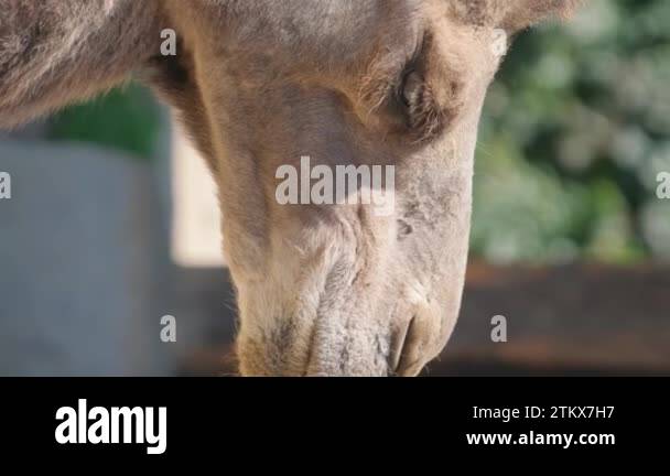 Close-up of a camel chewing food. A two-humped pack animal moves its ...