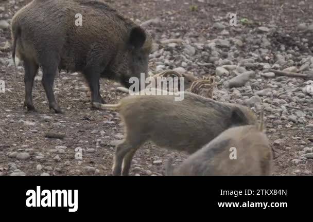 Female wild boar with her brood of children in wild. Mother and young ...