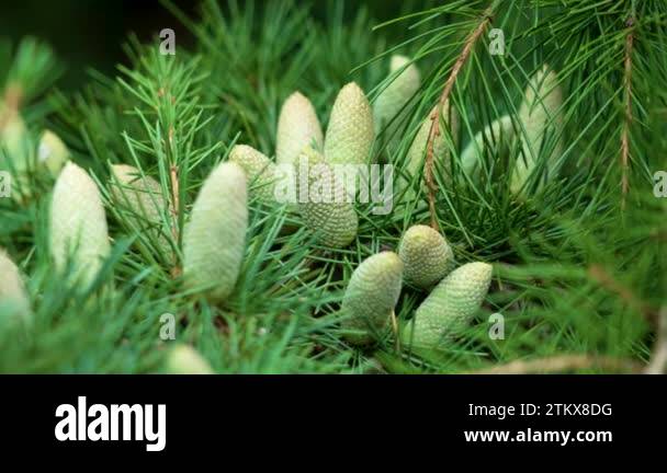 Cedrus deodara pinaceae Stock Videos & Footage - HD and 4K Video Clips ...