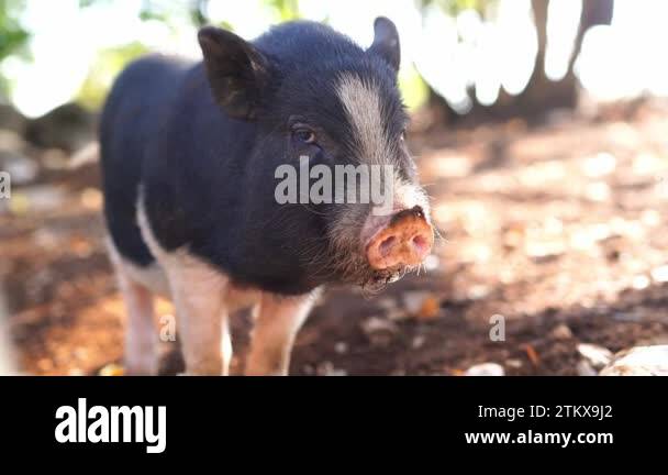 Waving pig Stock Videos & Footage - HD and 4K Video Clips - Alamy