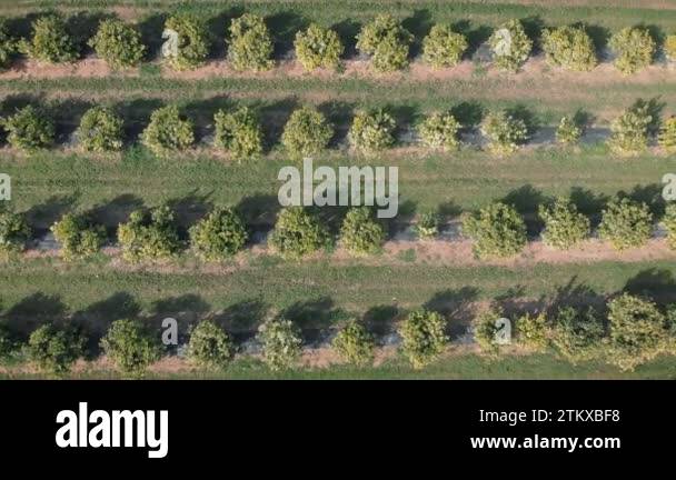 Aerial Drone View Of Rows Of Green Fruit Trees Citrus Fruit Trees
