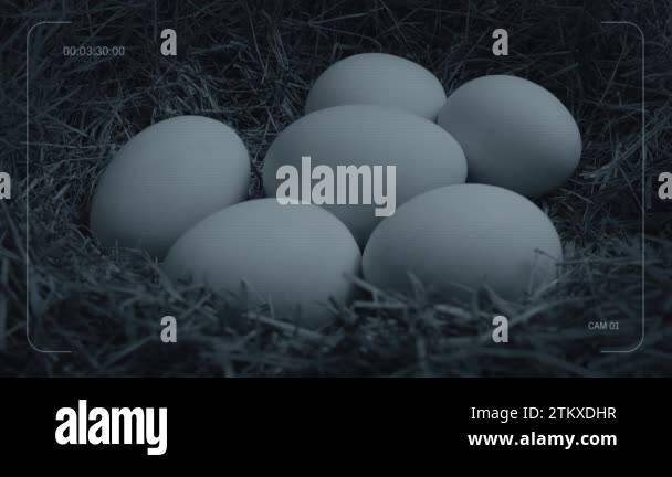 Egg in nature Stock Videos & Footage - HD and 4K Video Clips - Alamy
