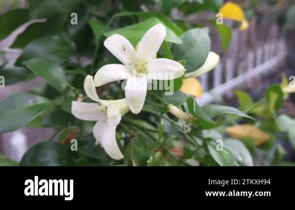 Shrub box tree tree Stock Videos & Footage - HD and 4K Video Clips - Alamy