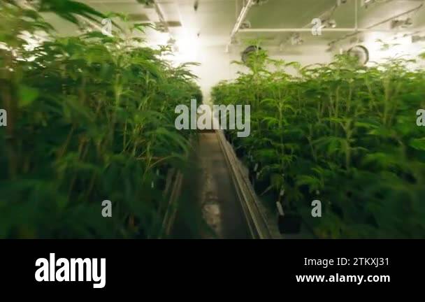 Cannabis grow farms Stock Videos & Footage - HD and 4K Video Clips - Alamy
