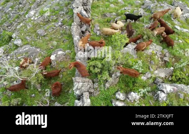 A small herd of goats and bucks grazes on the picturesque mountain ...