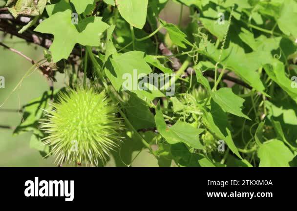 Green immature large spheric-oblong spiny trichomatic dehiscent capsule ...