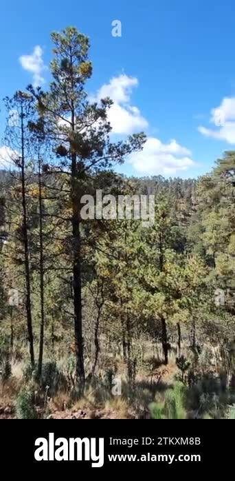 Climate zone tree Stock Videos & Footage - HD and 4K Video Clips - Alamy