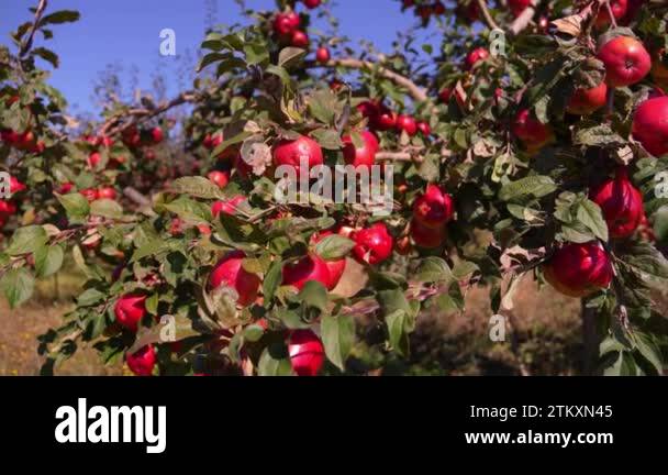 Apple orchard with red apples. Fruit Farm. Branch with apples on ...