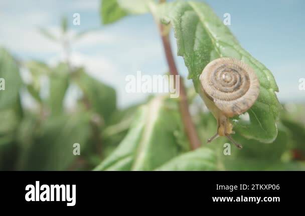 A small snail crawls on a Mint leaf and falls off it. Macro on a blue ...
