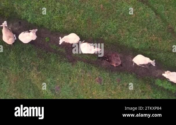 Symbols of rural life Stock Videos & Footage - HD and 4K Video Clips ...