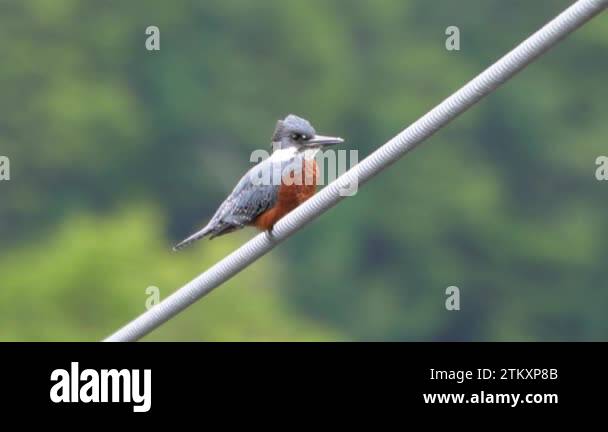 Steel cable car Stock Videos & Footage - HD and 4K Video Clips - Alamy