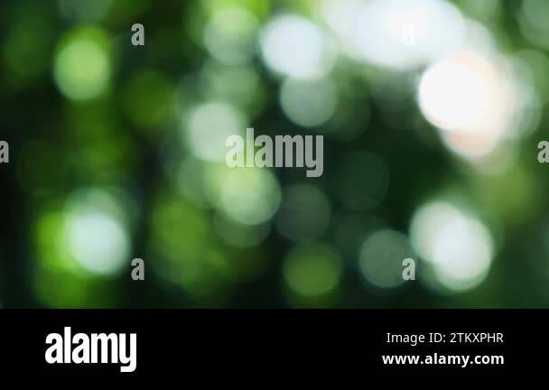 Beautiful green vibrant natural video bokeh abstract background. Summer concept of abstract ...