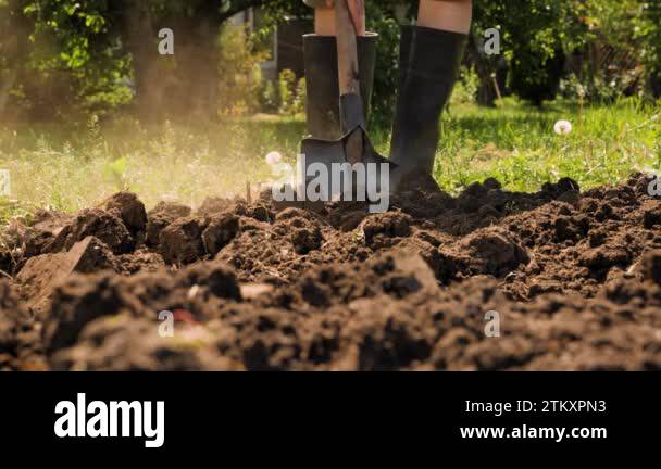 Farmer digging in garden spade soil shovel digging spade grass ...