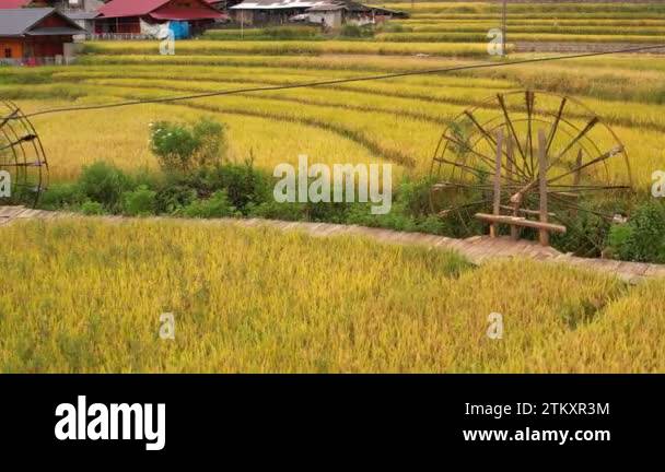 Landscape terraced rice field near Sapa. Cat Cat village rice fields ...