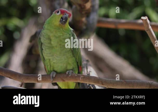 Red-crowned amazons. Amazona viridigenalis, also known as the red ...