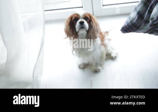 Bark flooring Stock Videos & Footage - HD and 4K Video Clips - Alamy