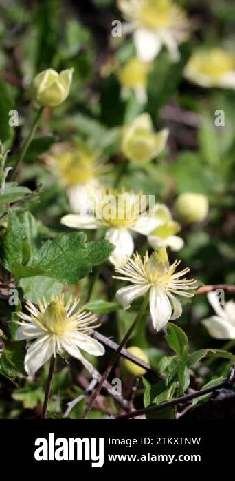 White flowering axillary determinate monoclinous exiguous cyme ...