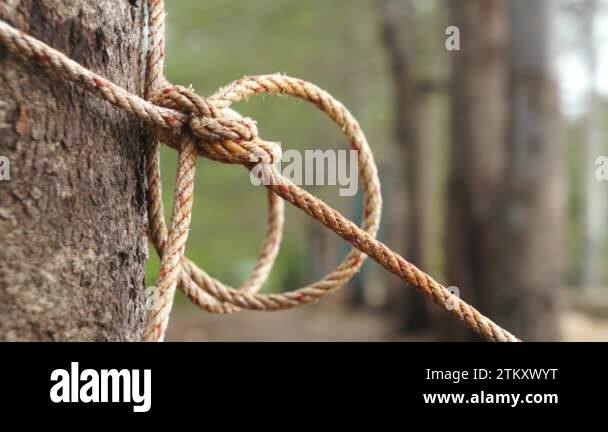 Rope around tree Stock Videos & Footage - HD and 4K Video Clips - Alamy