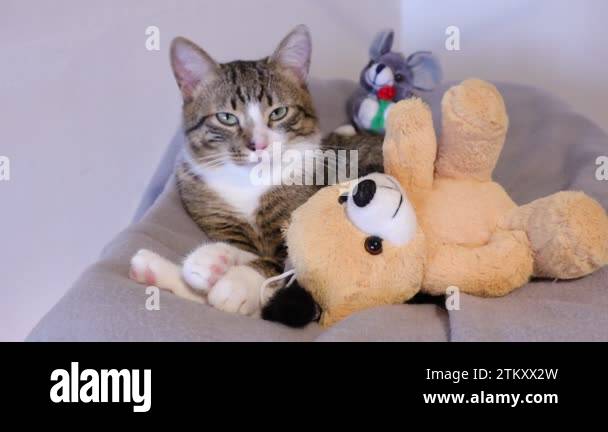 Cute Tabby Cat with White Paws and a Pink Nose Has a Plush Teddy Bear ...
