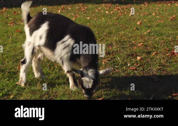 Myotonic goat Stock Videos & Footage - HD and 4K Video Clips - Alamy