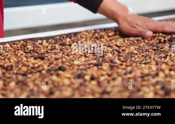 Drying coffee beans under sunlight. The natural drying of the coffee ...