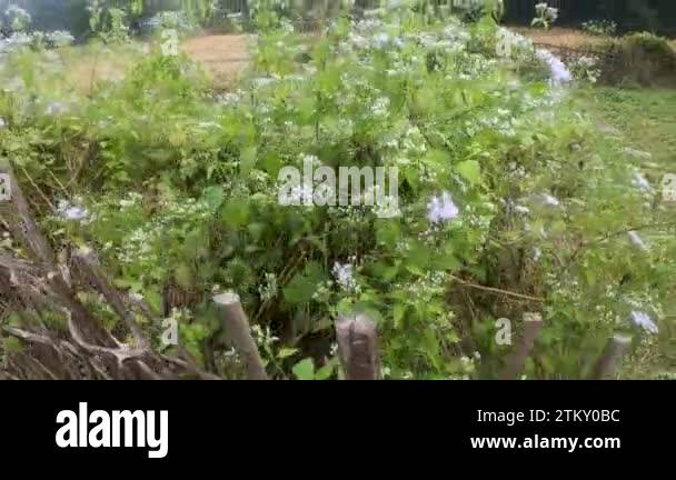 Flowers of assam Stock Videos & Footage - HD and 4K Video Clips - Alamy