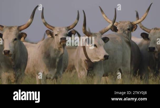 Cattle bos taurus domestic cattle Stock Videos & Footage - HD and 4K ...