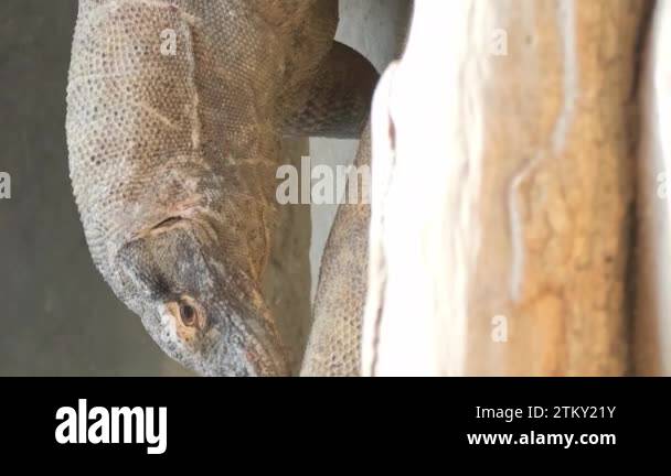 Vertical monitor lizard Stock Videos & Footage - HD and 4K Video Clips ...