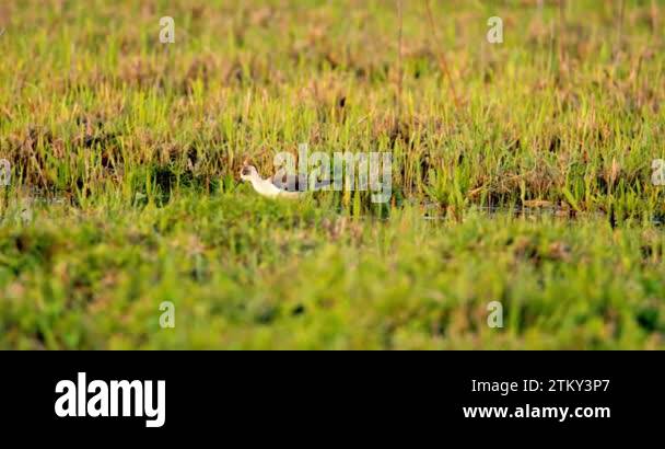 Water forager Stock Videos & Footage - HD and 4K Video Clips - Alamy