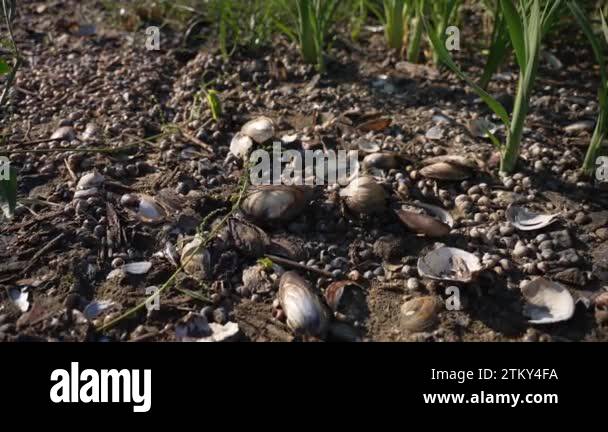 Broken sea shells on beach Stock Videos & Footage - HD and 4K Video ...
